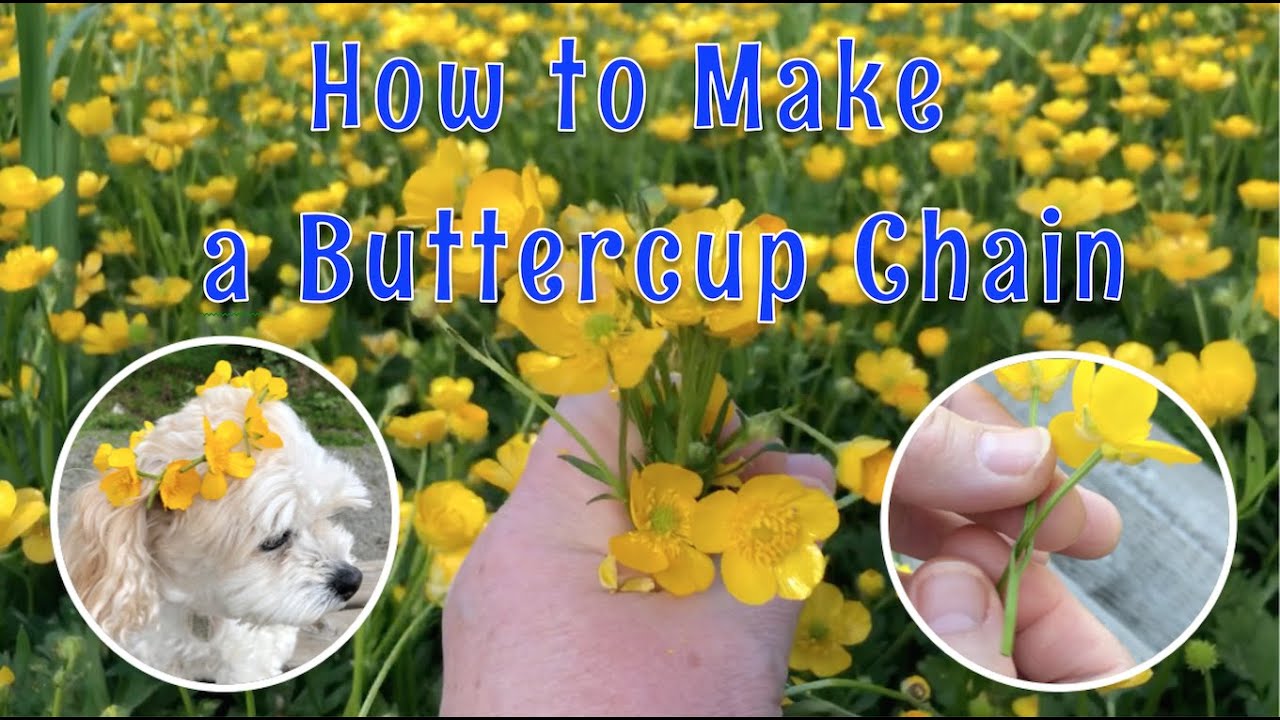 How to Make a Buttercup Chain - YouTube