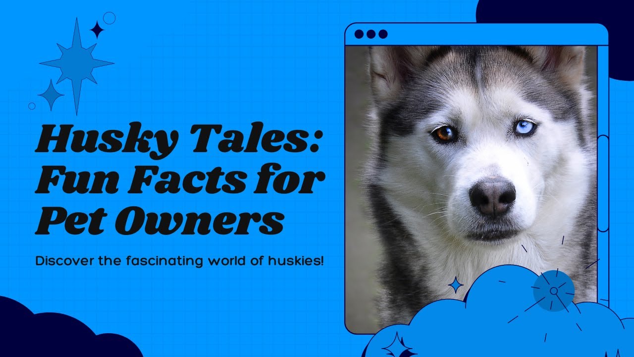 Fun Facts about Huskies - YouTube