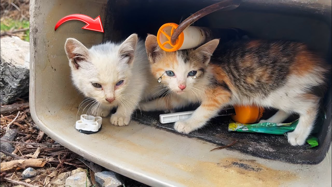 Animal DKC | 2 Starving Stray Cats: In Despair - YouTube