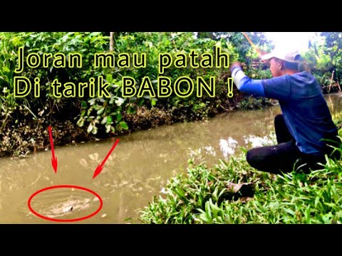 Joran saya sampai mau patah di tarik ikan babon ini - YouTube