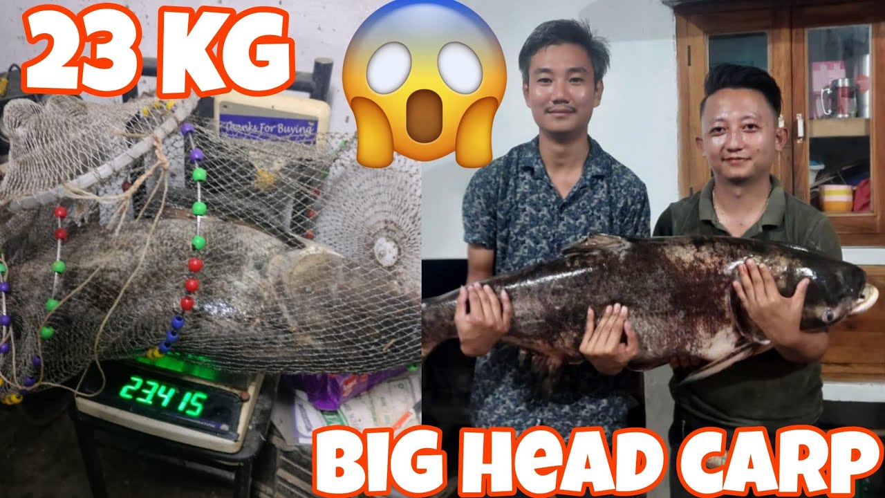 23 Kg big head carp caught at Dimaraja Dimapur Nagaland | 2024 - YouTube