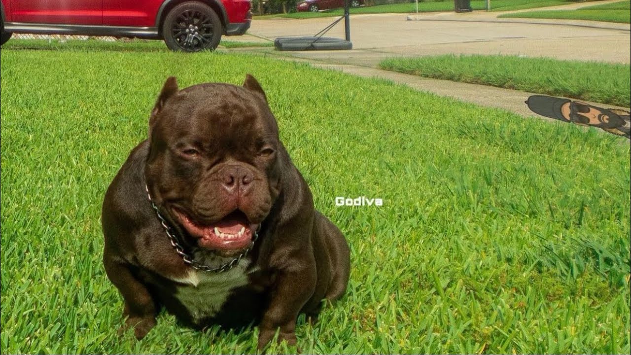 Why Do You Want Functional Nano/Micro Bullies - YouTube