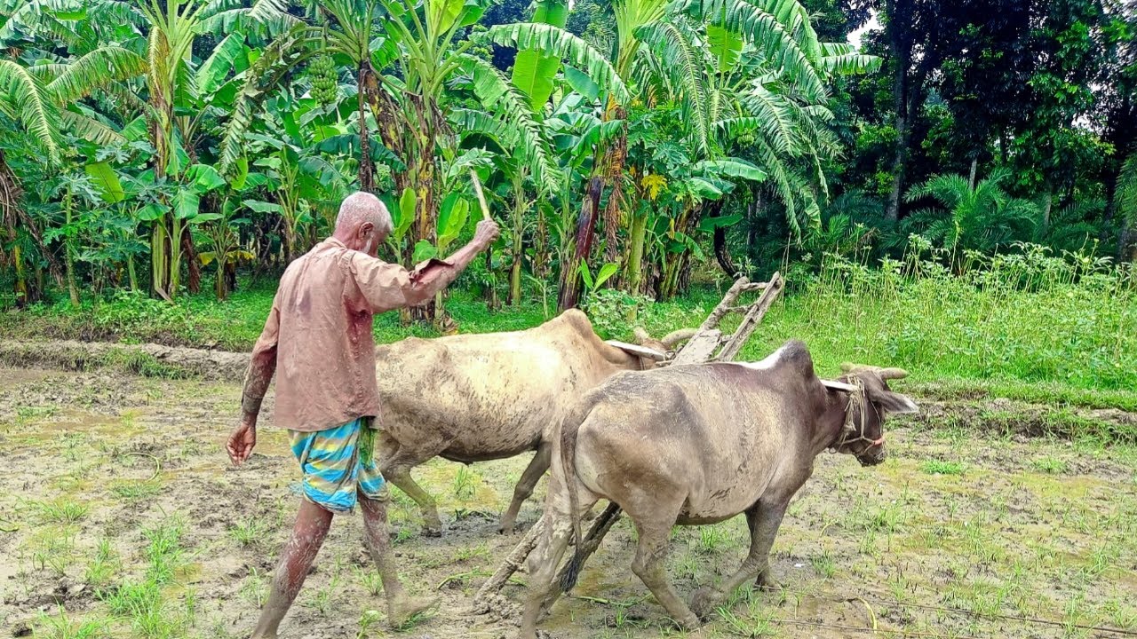Cultivation of land with cows in traditional village.Agriculture /cow ...
