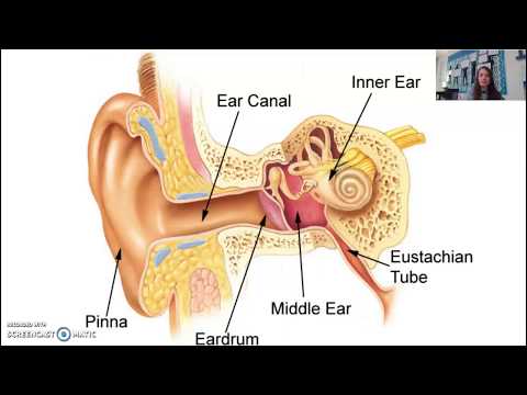 The Ear: Sound, Hearing, Hearing Loss - AP Psych
