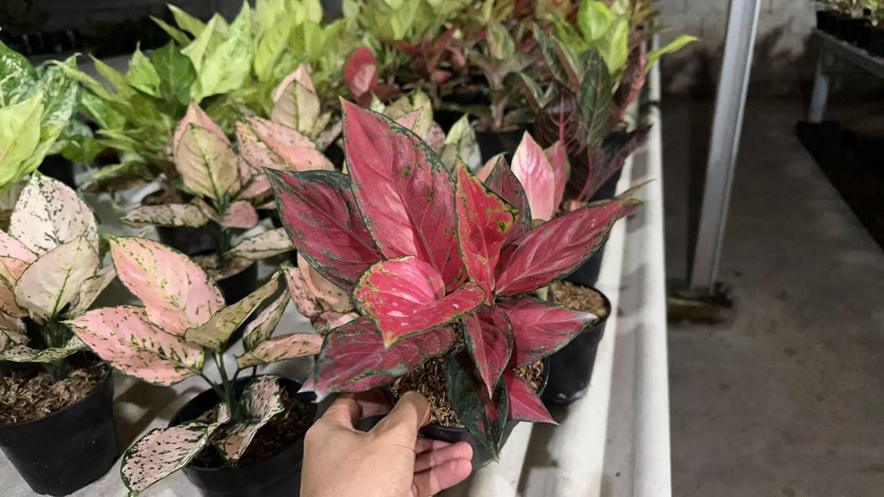 🔴[LIVE] RED VENUS ISI 2 POHON EPS.538 - YouTube