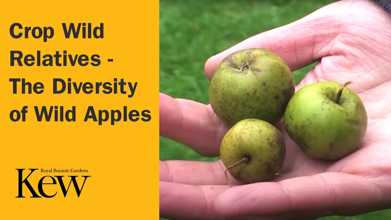 Crop Wild Relatives - The Diversity of Wild Apples - YouTube