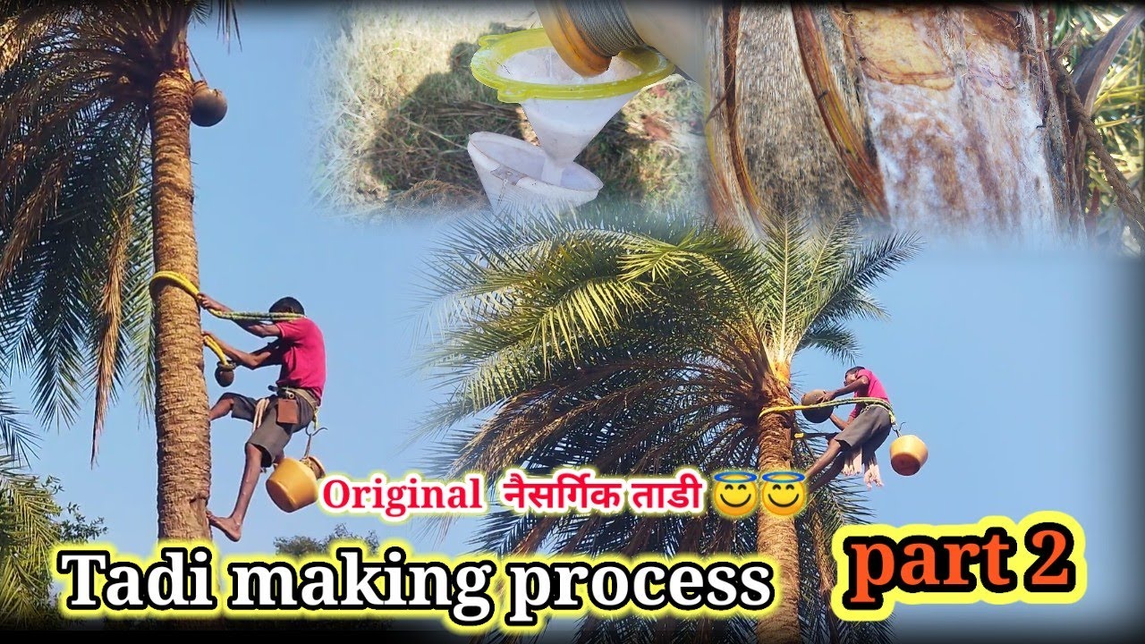 Original नैसर्गिक ताडी😇😇 Tadi making process part 2 - YouTube