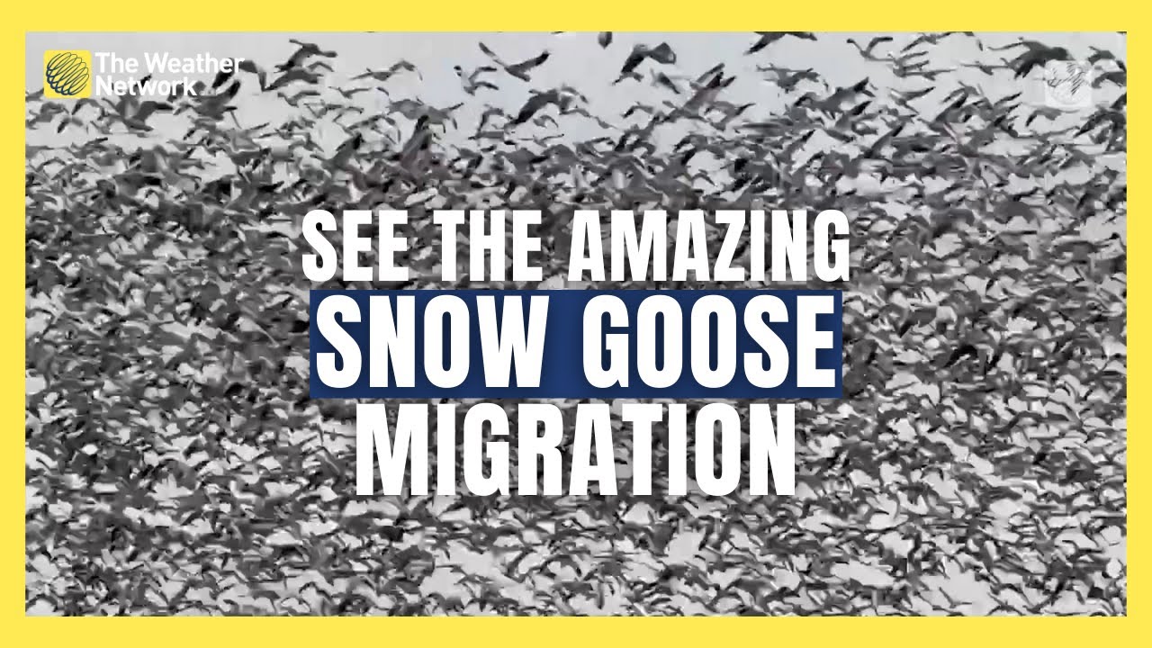 Thousands of Birds Darken the Sky Over Canada During Mass Migration ...