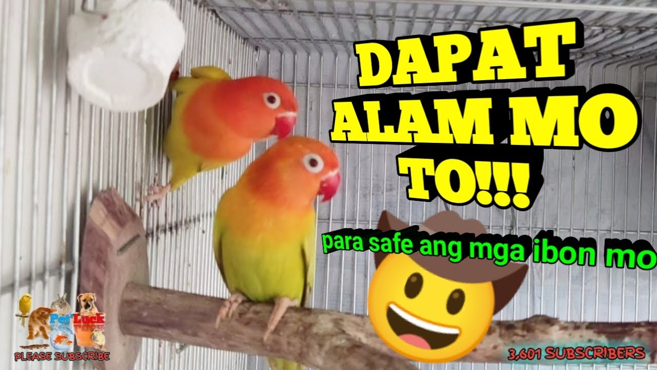 IMPORTANTENG ALAM MO TO!!! PARA IWAS SA DISGRASYA ANG MGA IBON MO ...