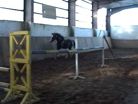 HorseBase Video (www.horsebase.de) - YouTube