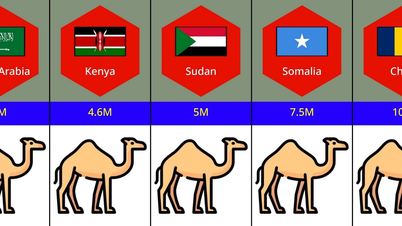 Top Camel Population Countries - YouTube