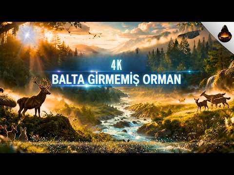 Balta Girmemiş Orman Manzarası| Derin Huzur ve Doğanın Sesi #doğa #seyir #uyku #forest #orman #viral