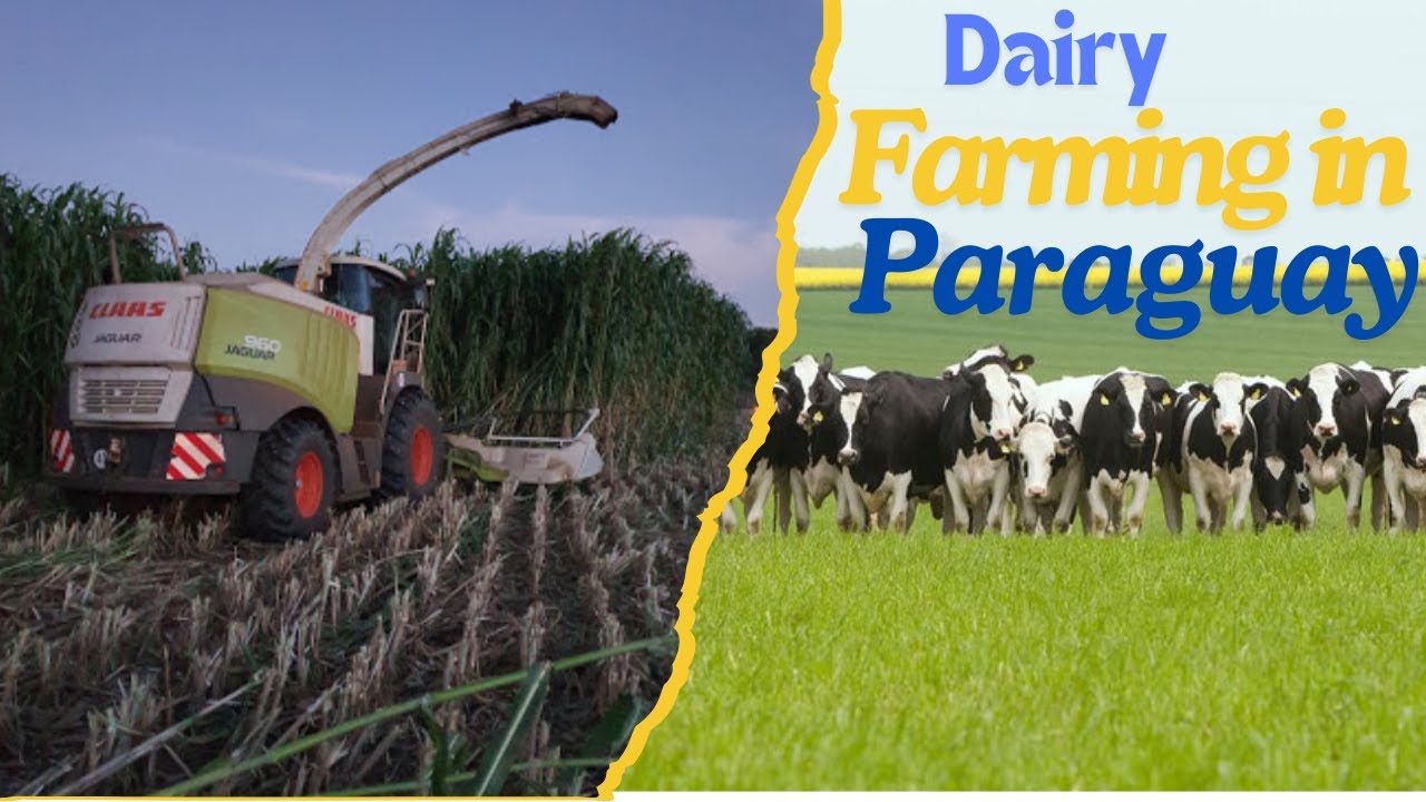 How Dairy Farming is done in Paraguay - YouTube