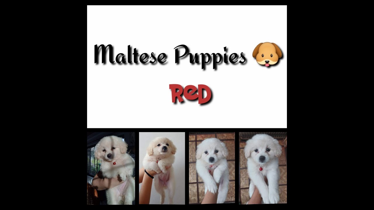 Red Maltese | Threees Marias - YouTube