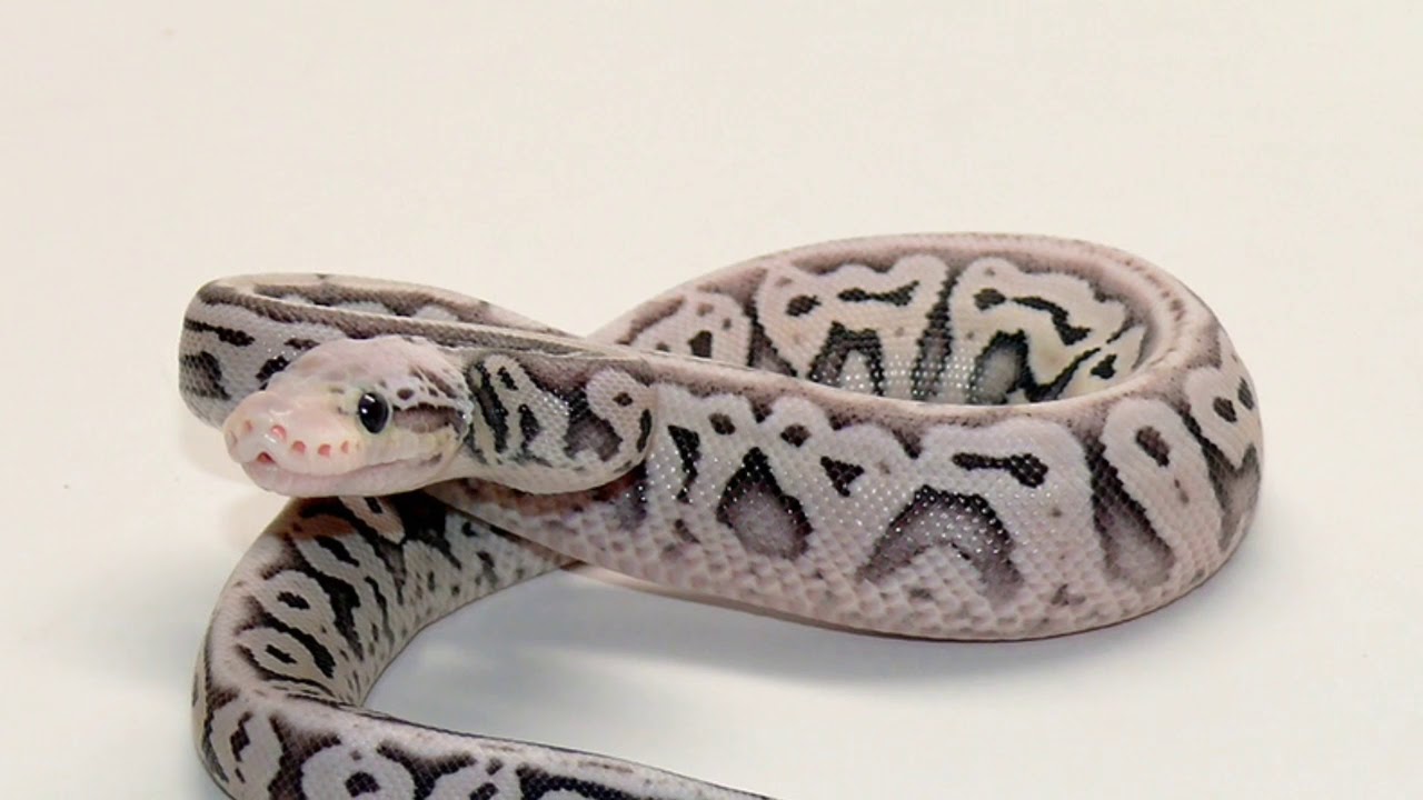 (Ball) (python) (subliminal) - YouTube