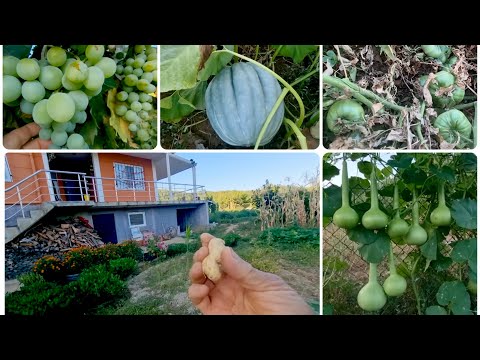 KÖYDE GÜZ BAHÇE TURU | HER ŞEY ÇOK GÜZEL GÖNLÜNÜZ GÖZÜNÜZ AÇILSIN KIRAĞI YAĞARSA GÜZELLİKLER ÖLECEK