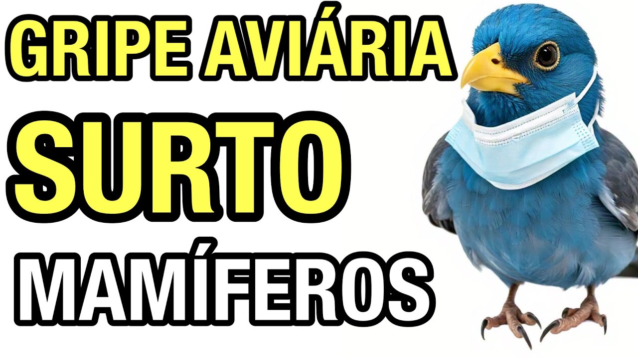 GRIPE AVIÁRIA: Organização Mundial de Saúde Animal alertou que o vírus ...