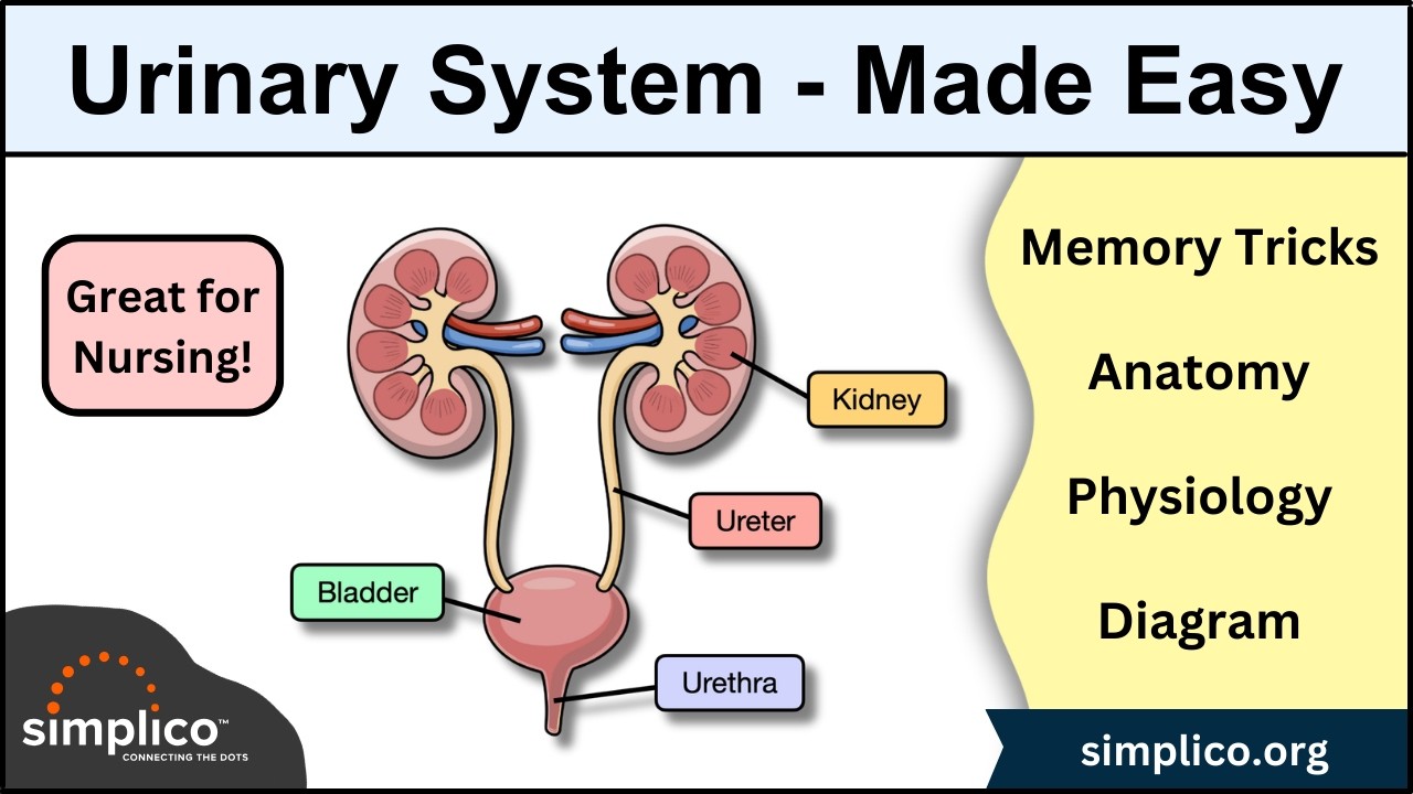 Urinary System | Anatomy & Physiology [Labeled Diagram] #nursing - YouTube