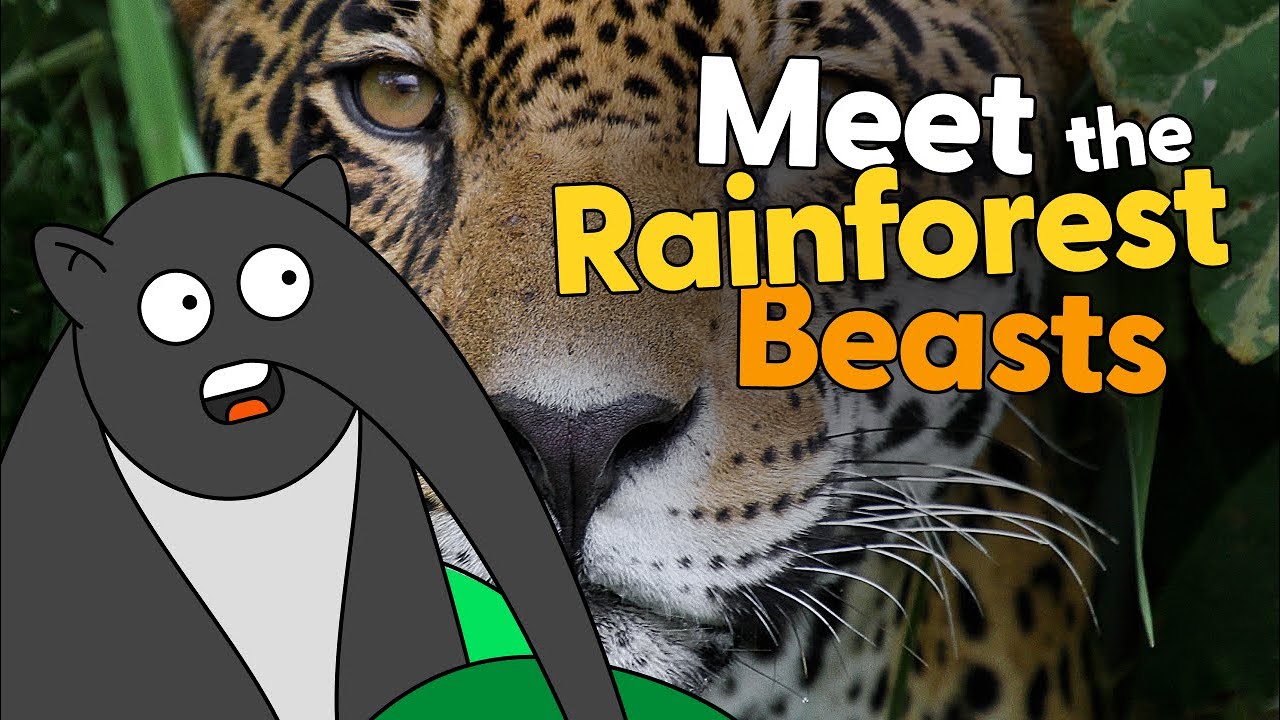 Meet the Rainforest Beasts! - YouTube