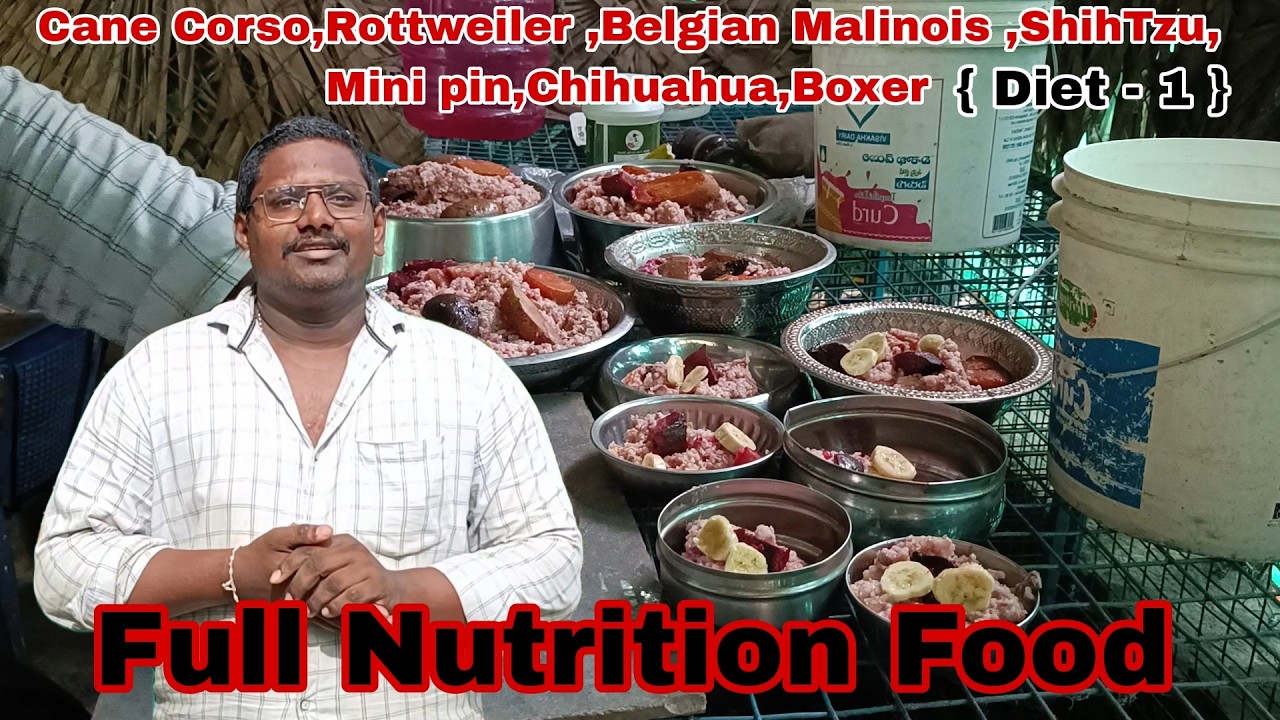 Nutrition diet plan for all my dogs | Best Homemade protein food for my ...