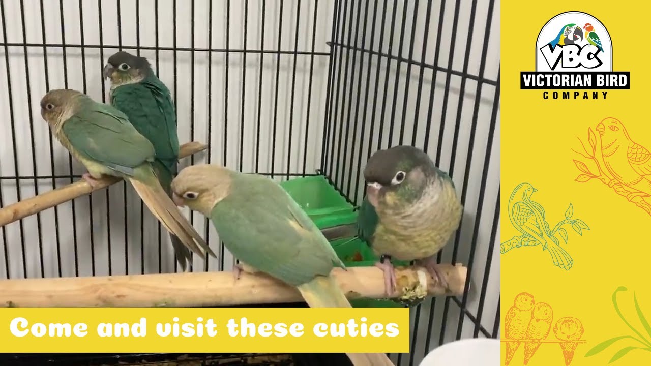Turquoise Pineapple Conures | Victorian Bird Co - YouTube