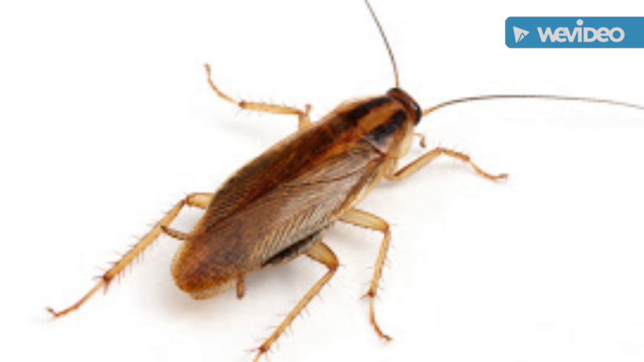 German roach clean-out - YouTube