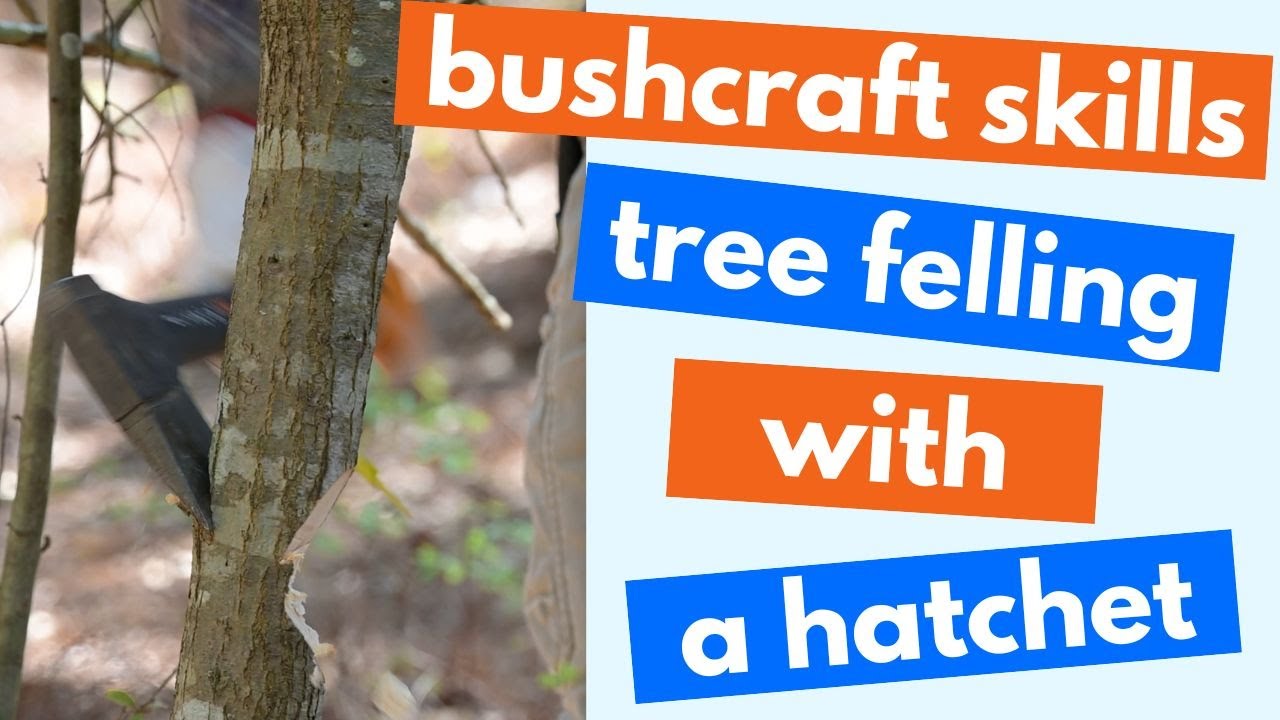 Bushcraft Skills - Cutting Down a Tree with a Hatchet 🪓 (start to ...