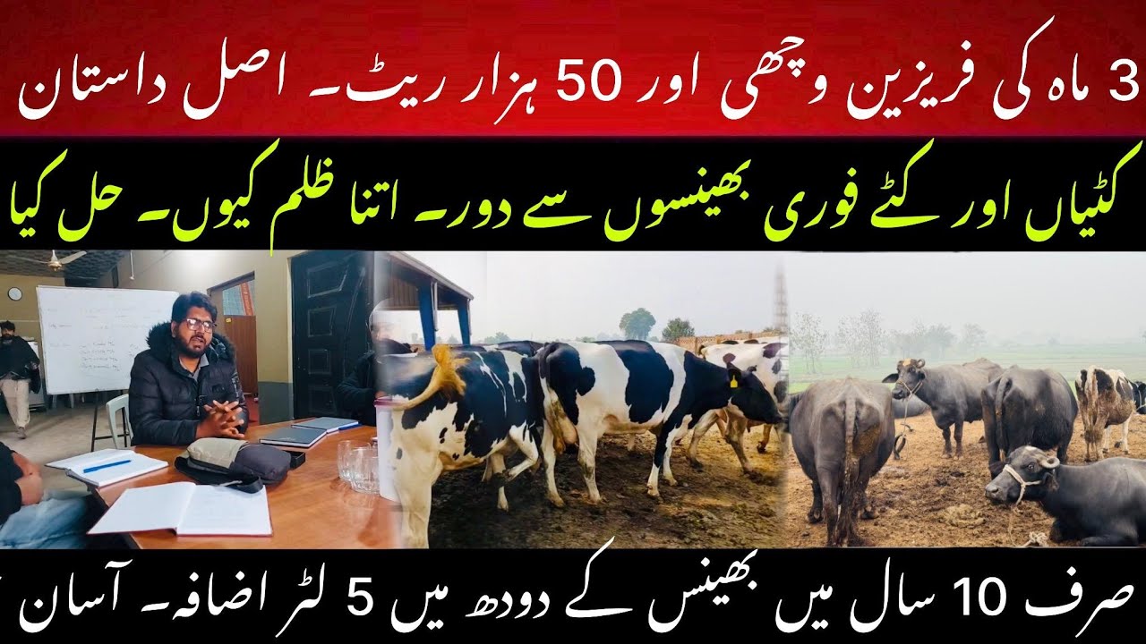 Friesien 3 months calves price 50 thousand II Small calves business feasibility 2025 I Dr ...