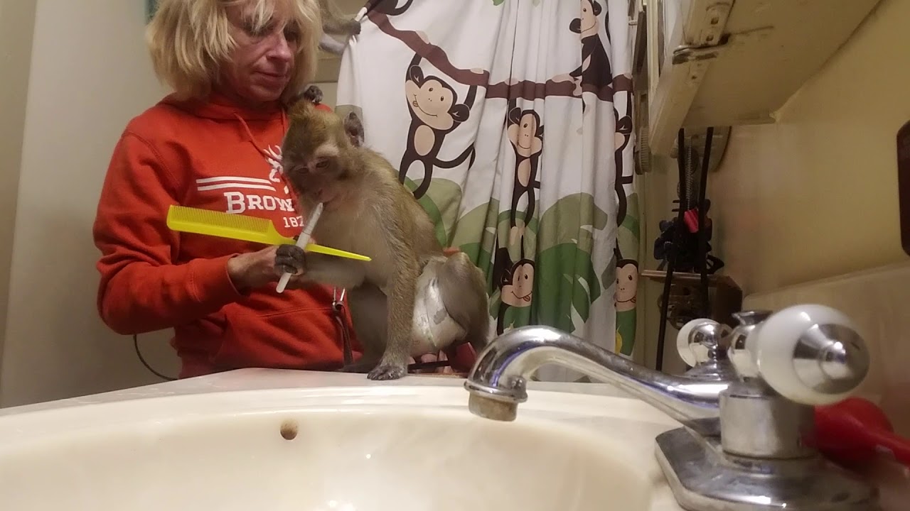 Training My Monkey To Comb Penny Rose - YouTube