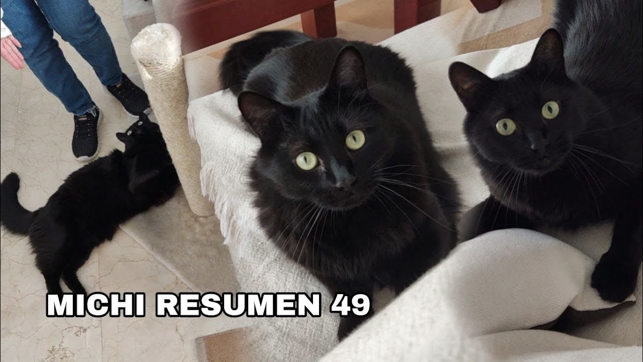 MICHI RESUMEN 49. Recopilatorio de la semana - YouTube