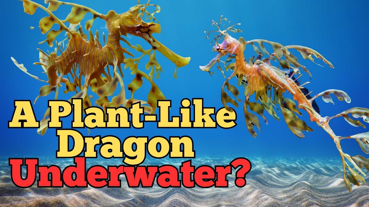 Leafy Sea Dragon: Meet the Real-Life Underwater Dragon - YouTube