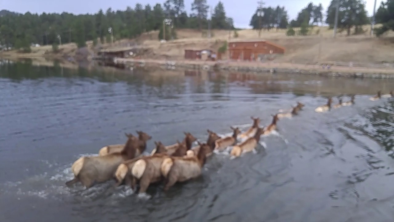 Elk swim across Evergreen Lake - YouTube