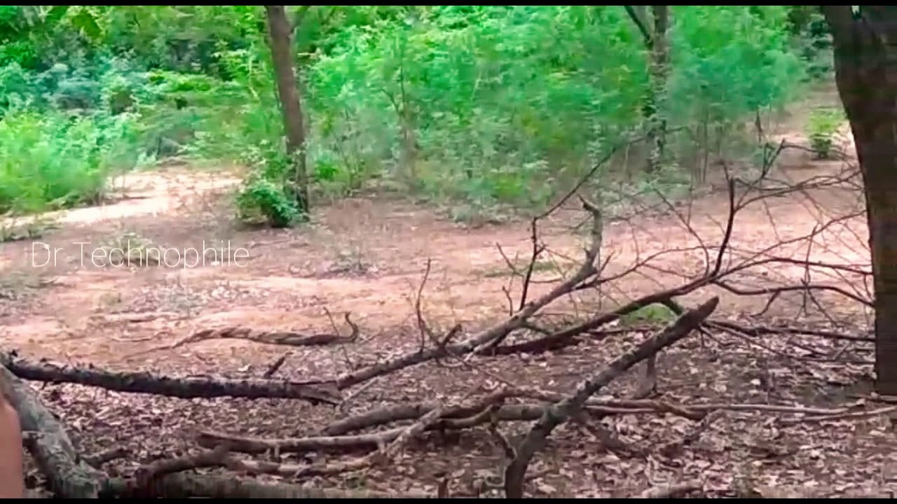 Giant King Cobra Snakes mating at IIT Madras| Hostel Zone| Nature | IIT ...