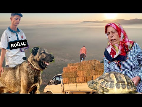 TOSBAĞALARI YİNE YAKALADIK / DRONU ARI 🐝  SANDILAR / PANZEHİR GİBİ KARA KOVAN BALI NEFESİMİ KESTİ !