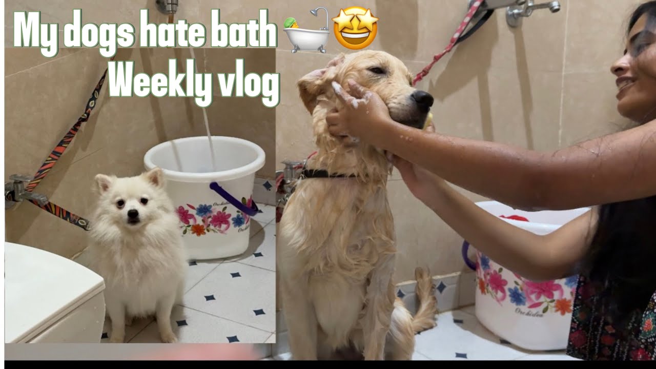 My dogs hate bath.😬😂 ||bath time || #pomeranian V/s #goldenretriever # ...