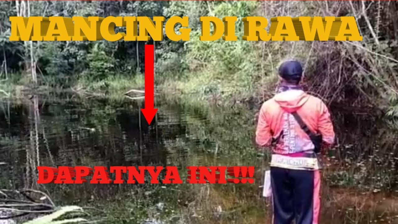 Mancing di spot rawa-rawa - YouTube