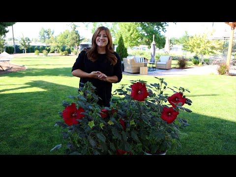 Planting Some Hibiscus for a Friend! 🌺// Garden Answer