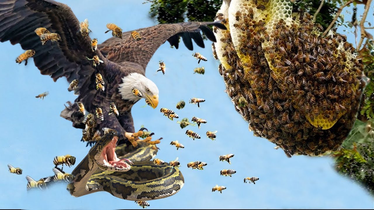 Eagle Risked His Life To Anger The Bees - Suddenly The Unlucky Snake ...