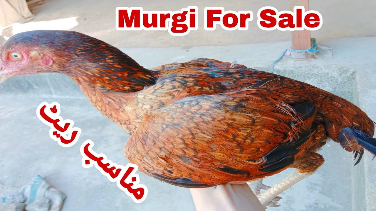 for sale murgi|price in pakistan|murgi for sale - YouTube