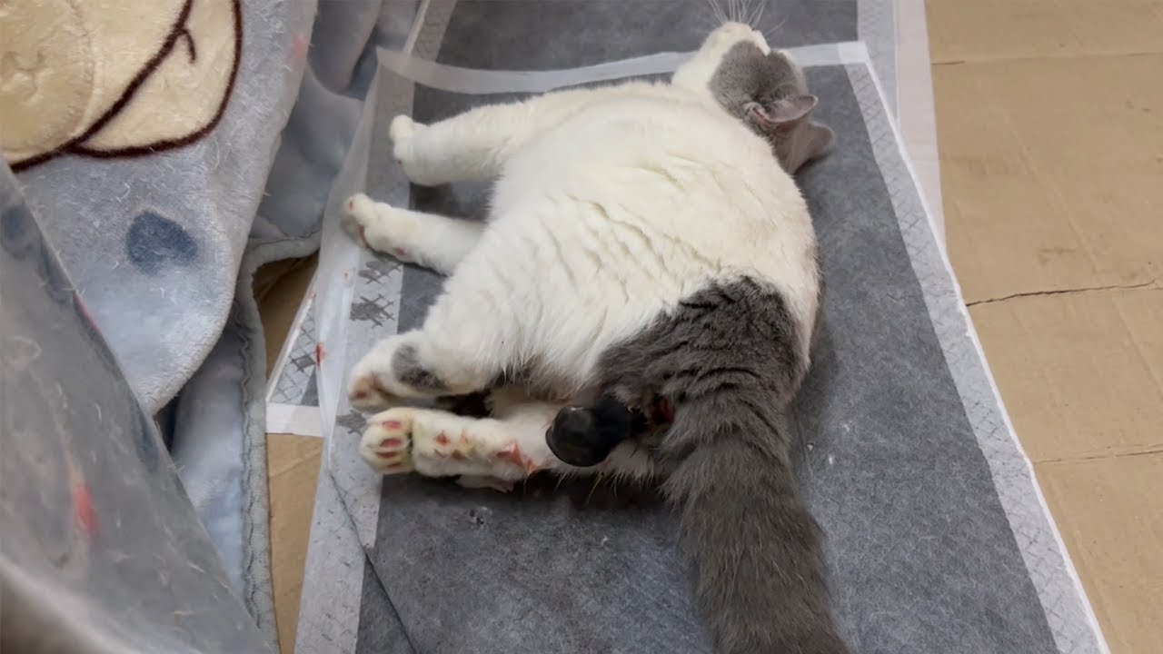 Meow Kittens: Mother cat gives birth to kittens. - YouTube