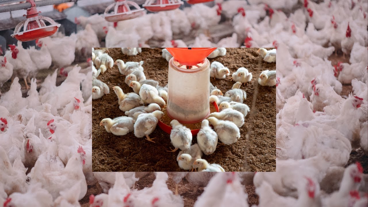 "How to Start a Successful Poultry Farm with Low Mortality as a ...