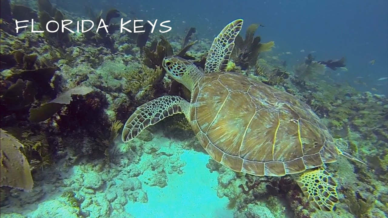 Florida Keys: Living Life Underwater - YouTube