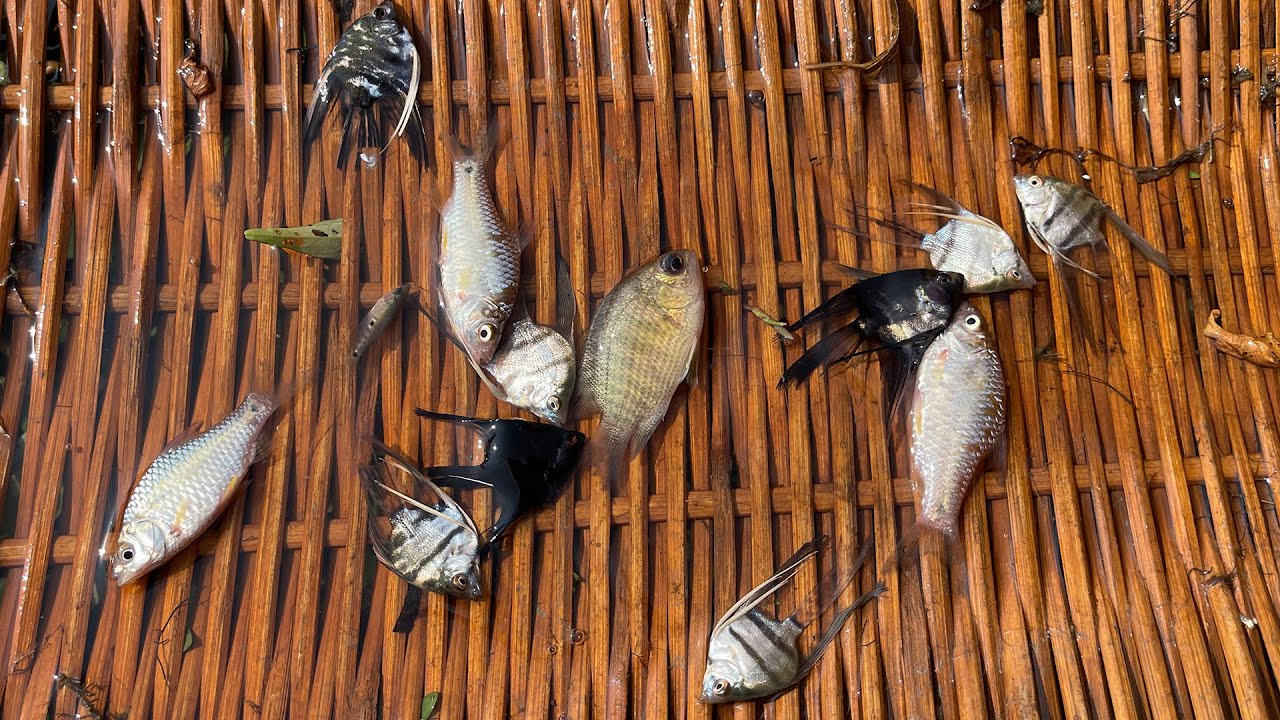 Super Amazing Result With Angel fish. pool barb fish, Tilapia, gourami ...