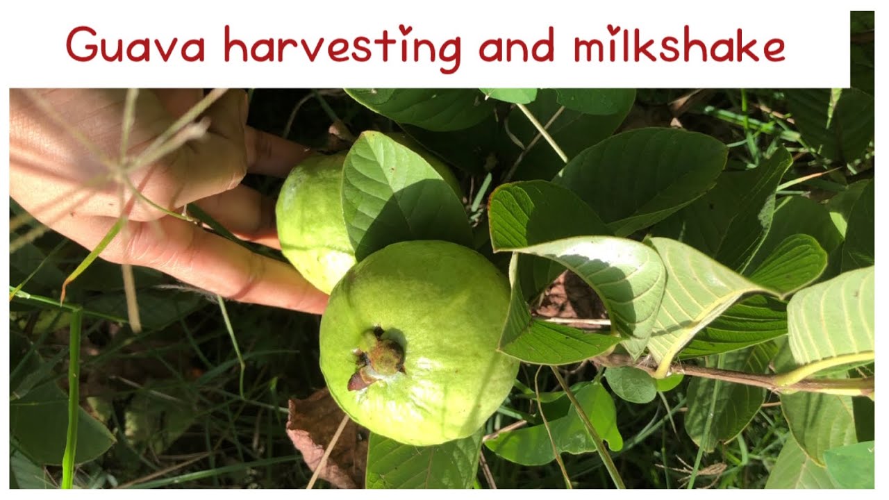 How to make guava milkshake # milk smoothie # guava harvesting ...
