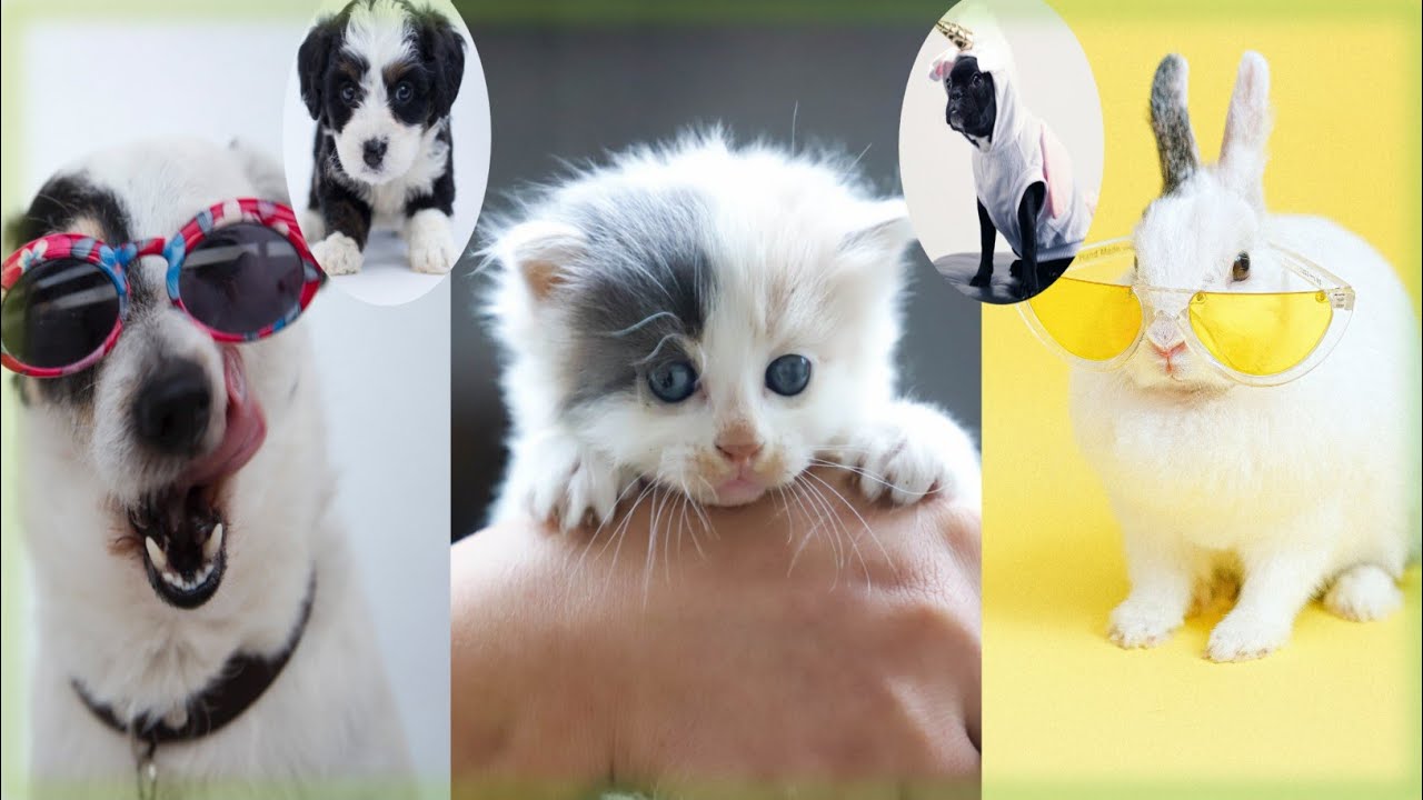 Cute Pets And Funny Animals Compilation | Cute And Funny Moments ...