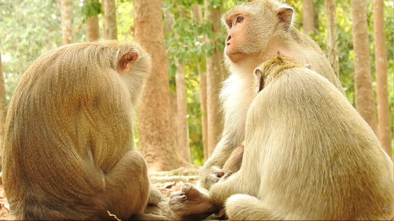 Very nice, three mom monkey grooming for one baby monkey,Small Monkey ...