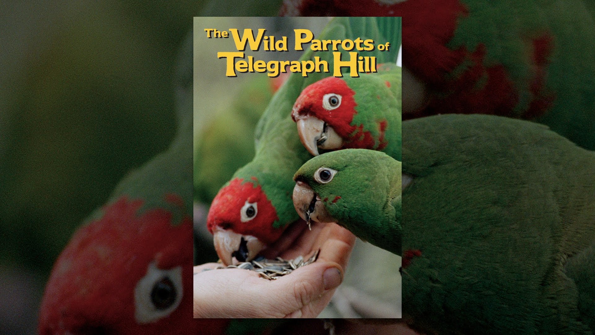 The Wild Parrots of Telegraph Hill - YouTube