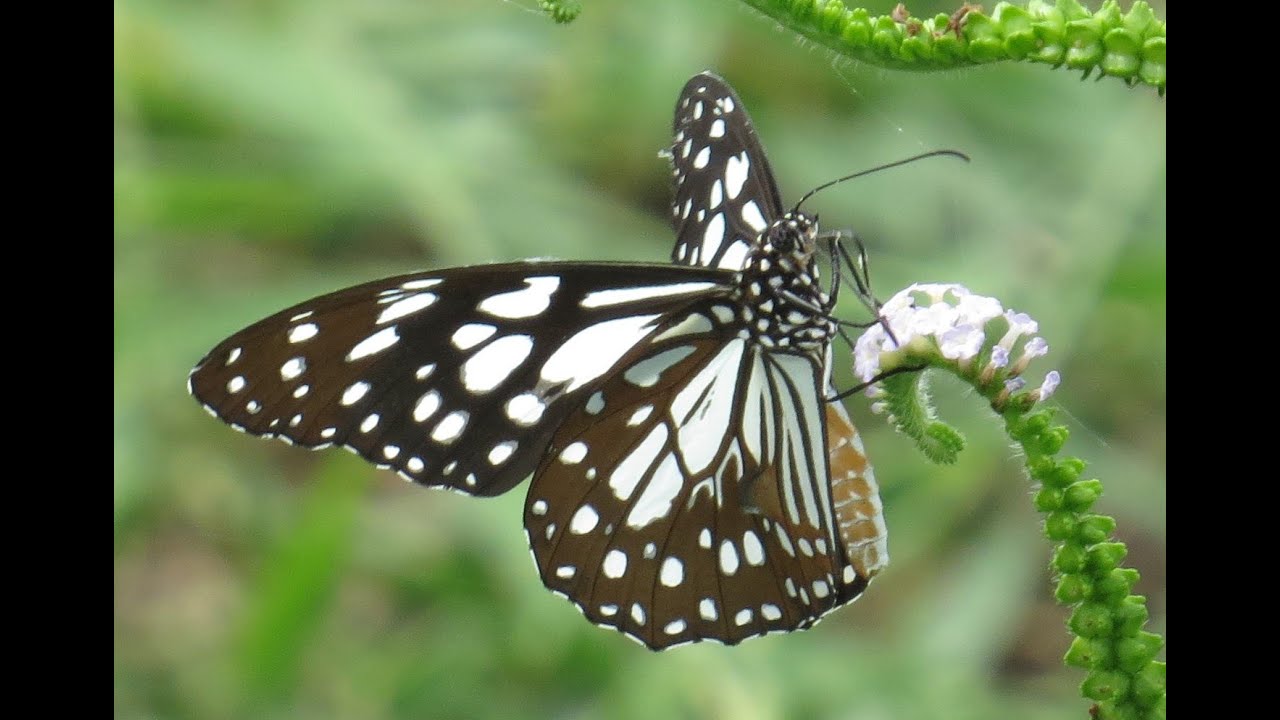 Beautiful Butterfly Collecting Nectar - YouTube