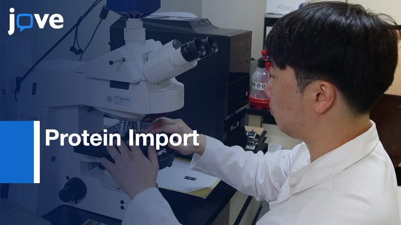 Protein Import into Chloroplasts Study Using Protoplasts | Protocol ...