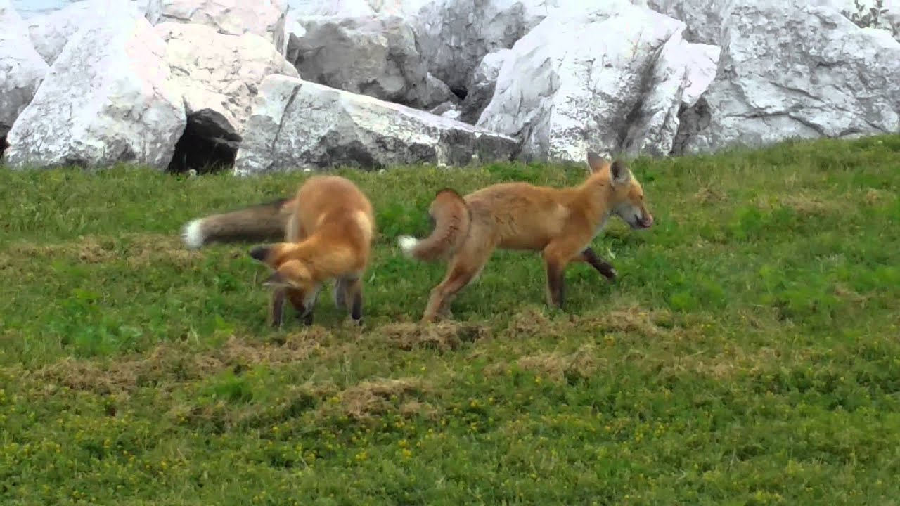 Red foxes playing on the rocks at lake michigan - YouTube